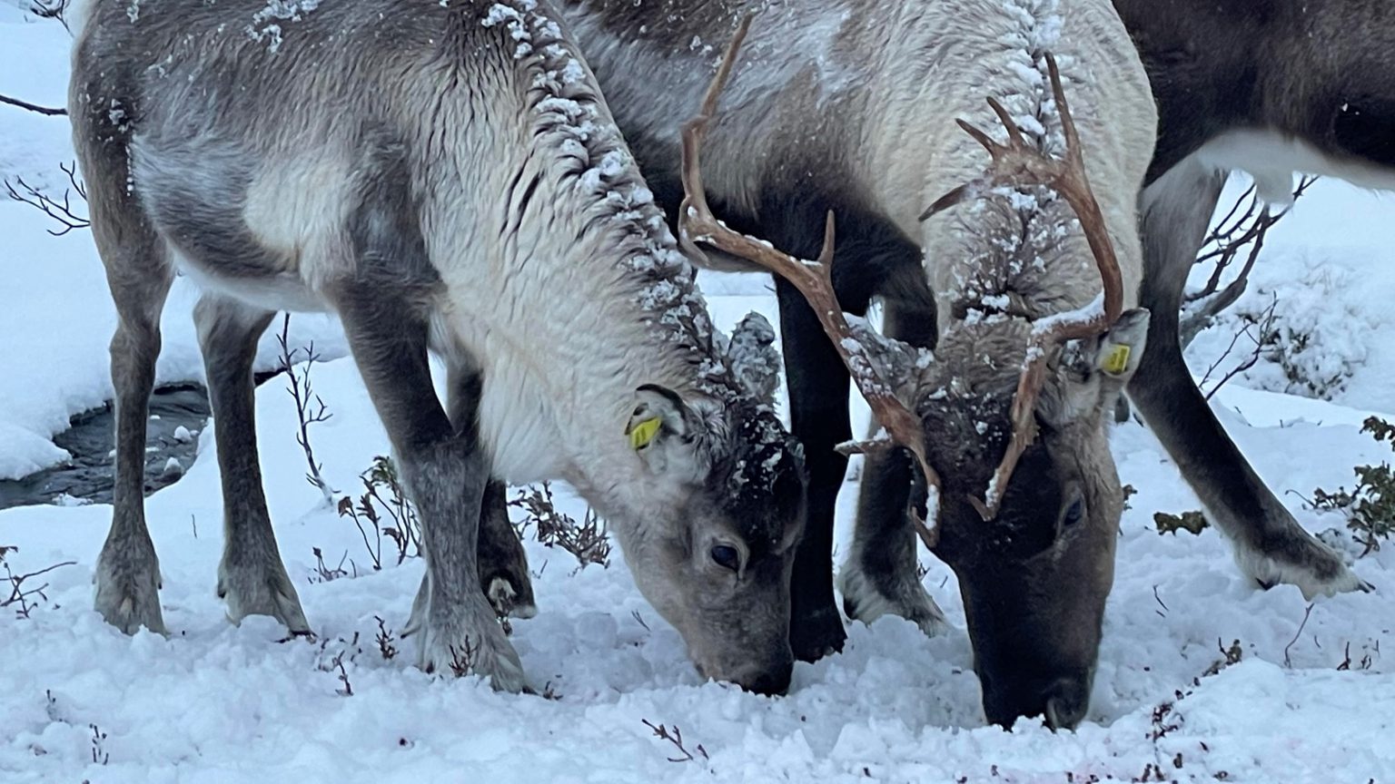 Uhåndterlige rovdyrskader: – Det er på tide å bestemme seg. Skal det ...