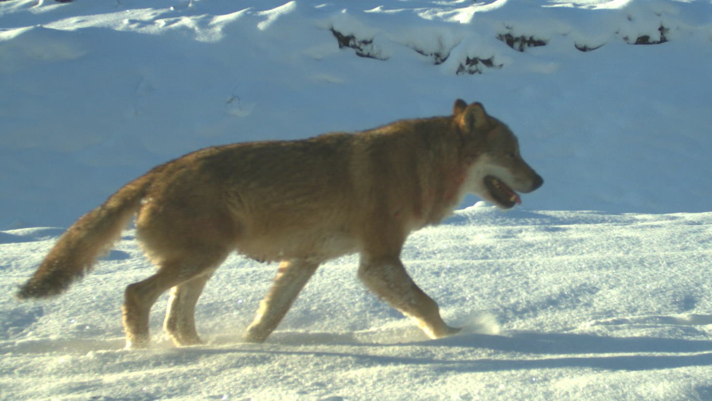 Helt feil med lisensfellings-nei, mener Utmarkskommunenes ...