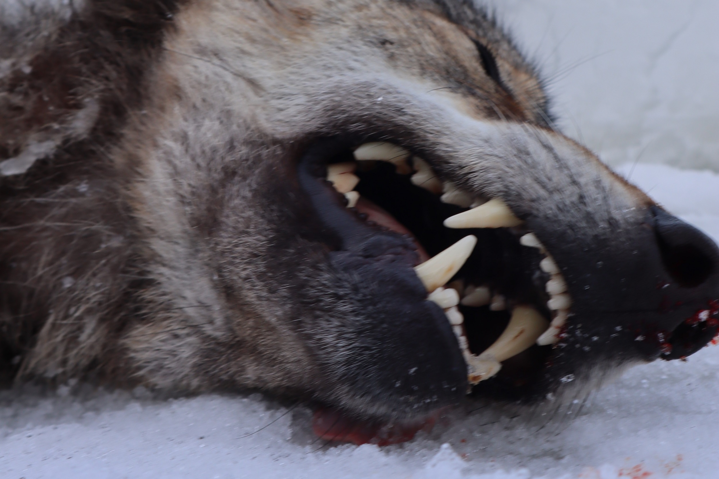 Svenske myndigheter ikke avvisende til uttak i grenserevirer – ROVDYR.ORG