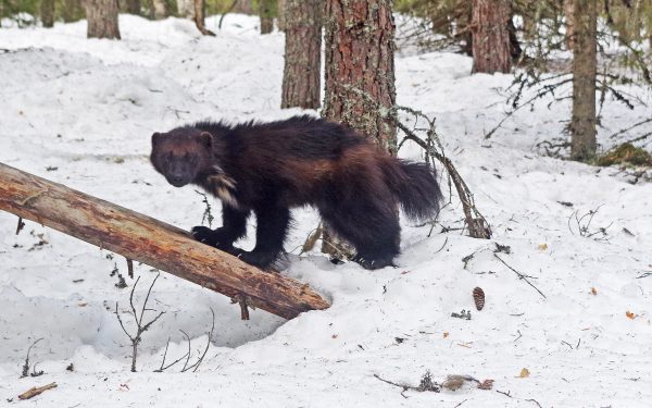 Departementet omgjør jervevedtak – nemndene har vedtatt kvoter på til sammen 149 dyr – ROVDYR.ORG