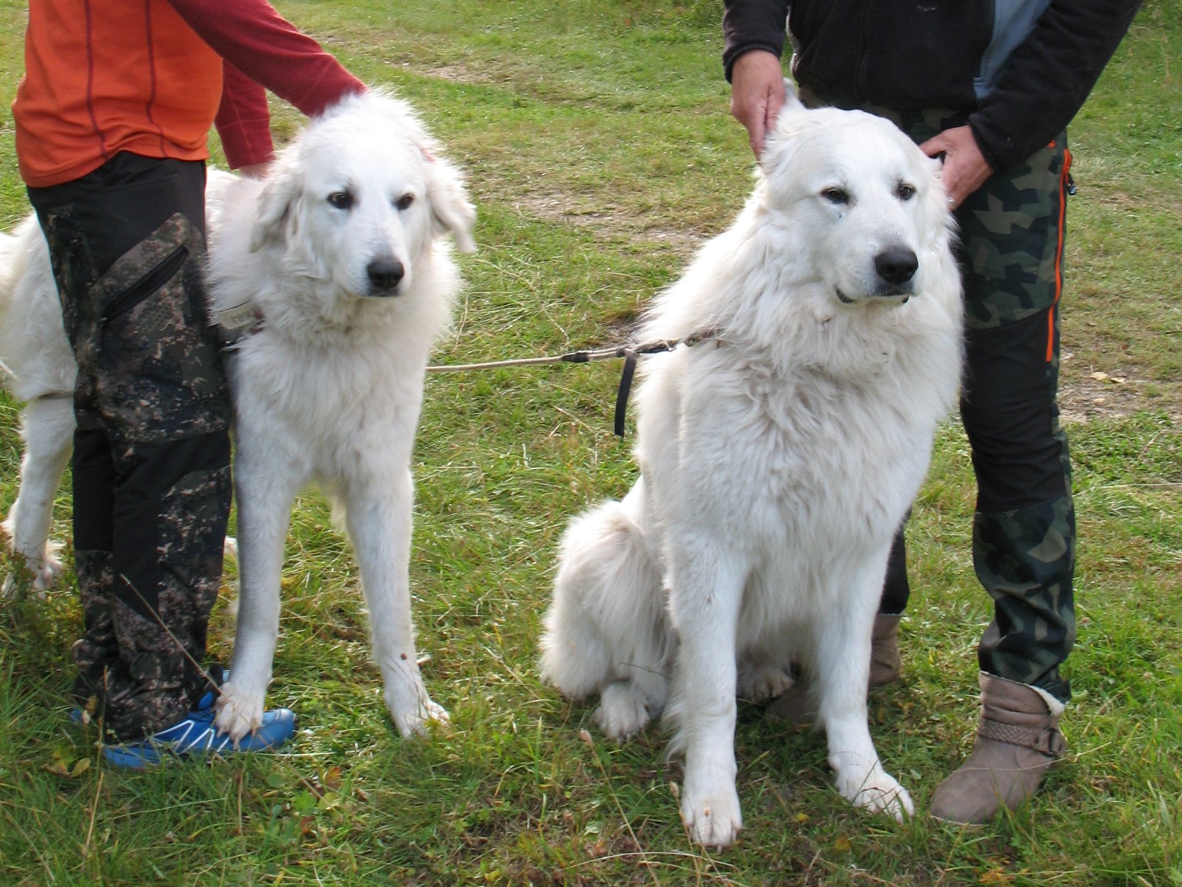 Store jervetap over flere år – 2023 kan bli siste sesong for ...