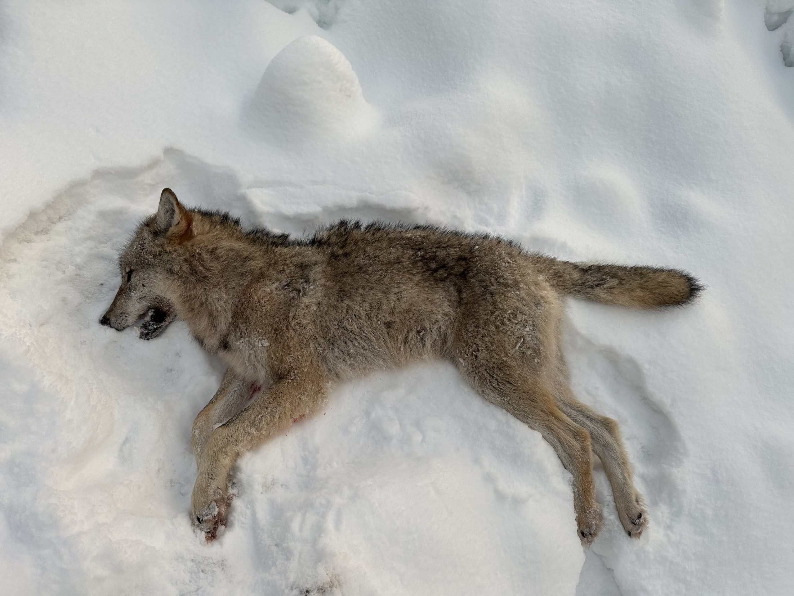 Ulv felt i Våler kommune i Innlandet – ROVDYR.ORG