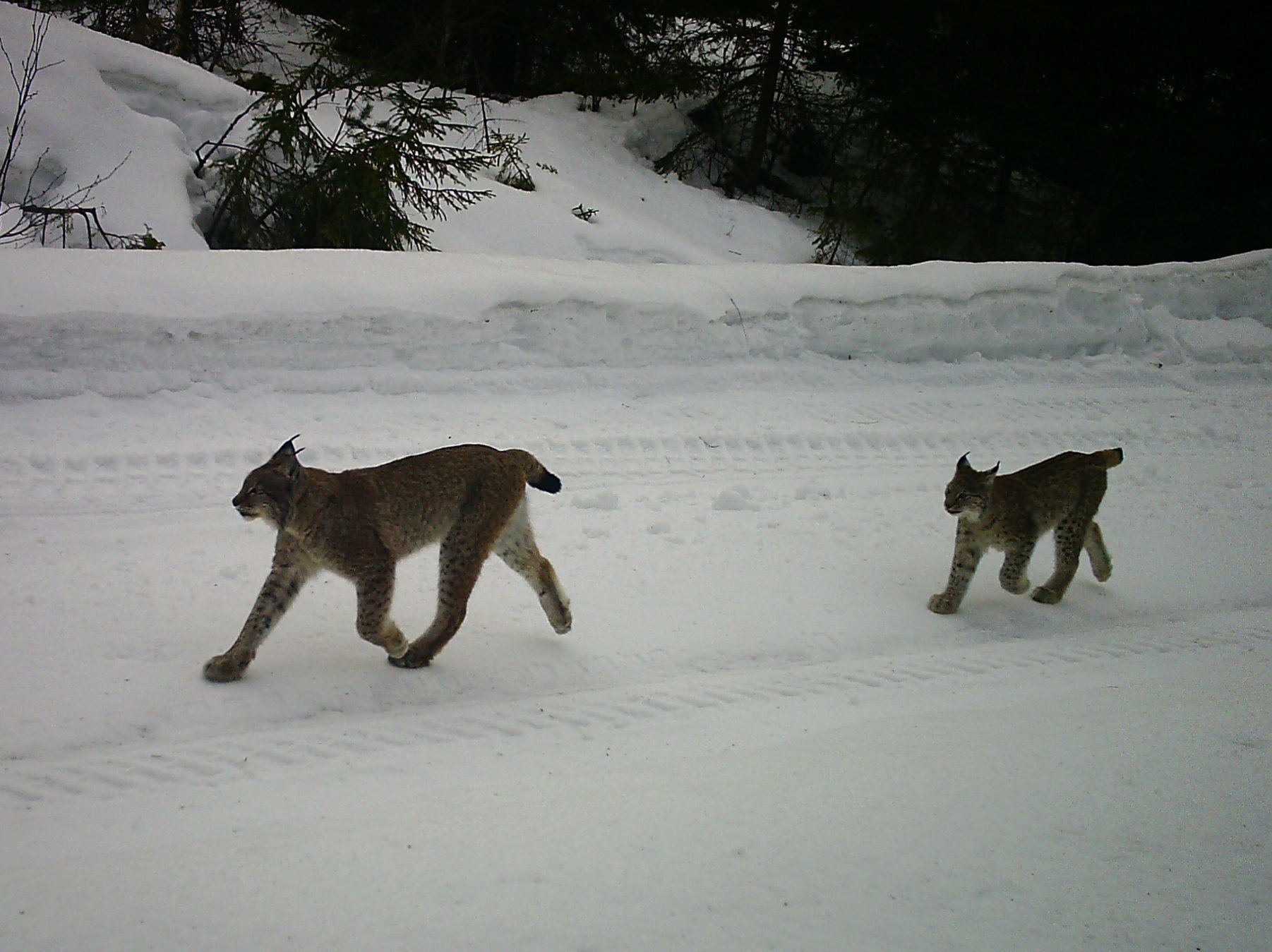 2023: Årsmøte i FNR Vestfold lokallag onsdag 29. mars – ROVDYR.ORG