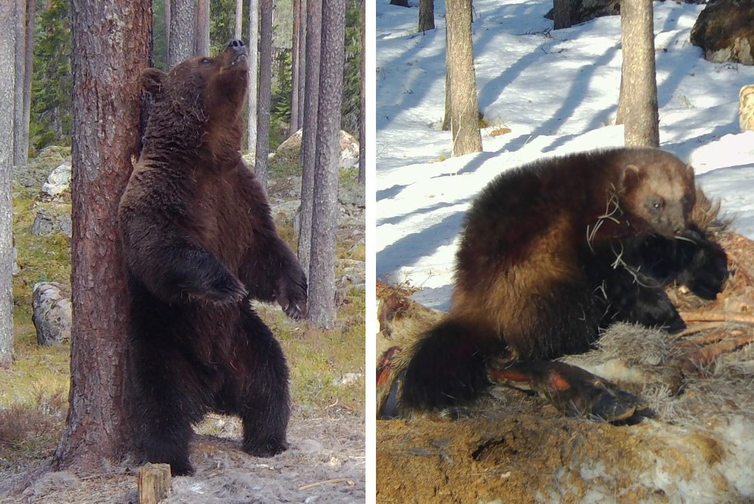 Her er kvotene for lisensfelling av bjørn og jerv – ROVDYR.ORG