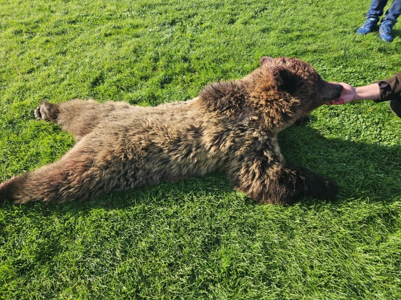 Første gang ei bjørnebinne er felt vest for Glomma i nyere tid – ROVDYR.ORG