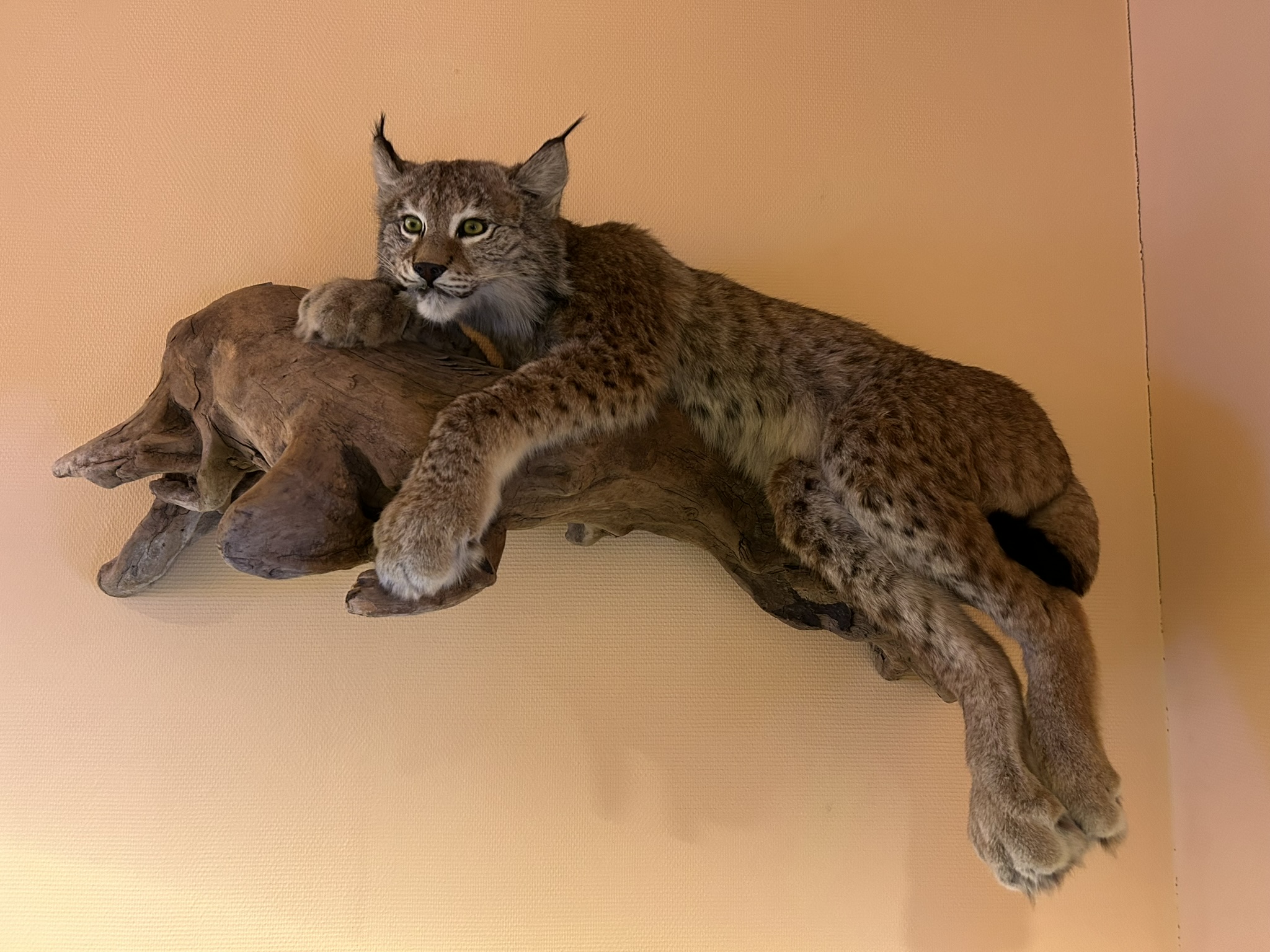 Årsmøte i FNR Vestfold lokallag tirsdag 19. mars – ROVDYR.ORG