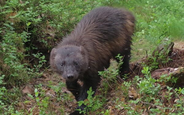 Hva har skjedd med uttak av jerv siden sist? Det får du svar på her ...