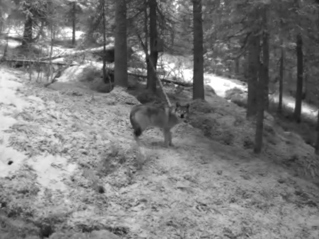 Mann som skjøt ulv første påskedag har vedtatt bot – ROVDYR.ORG