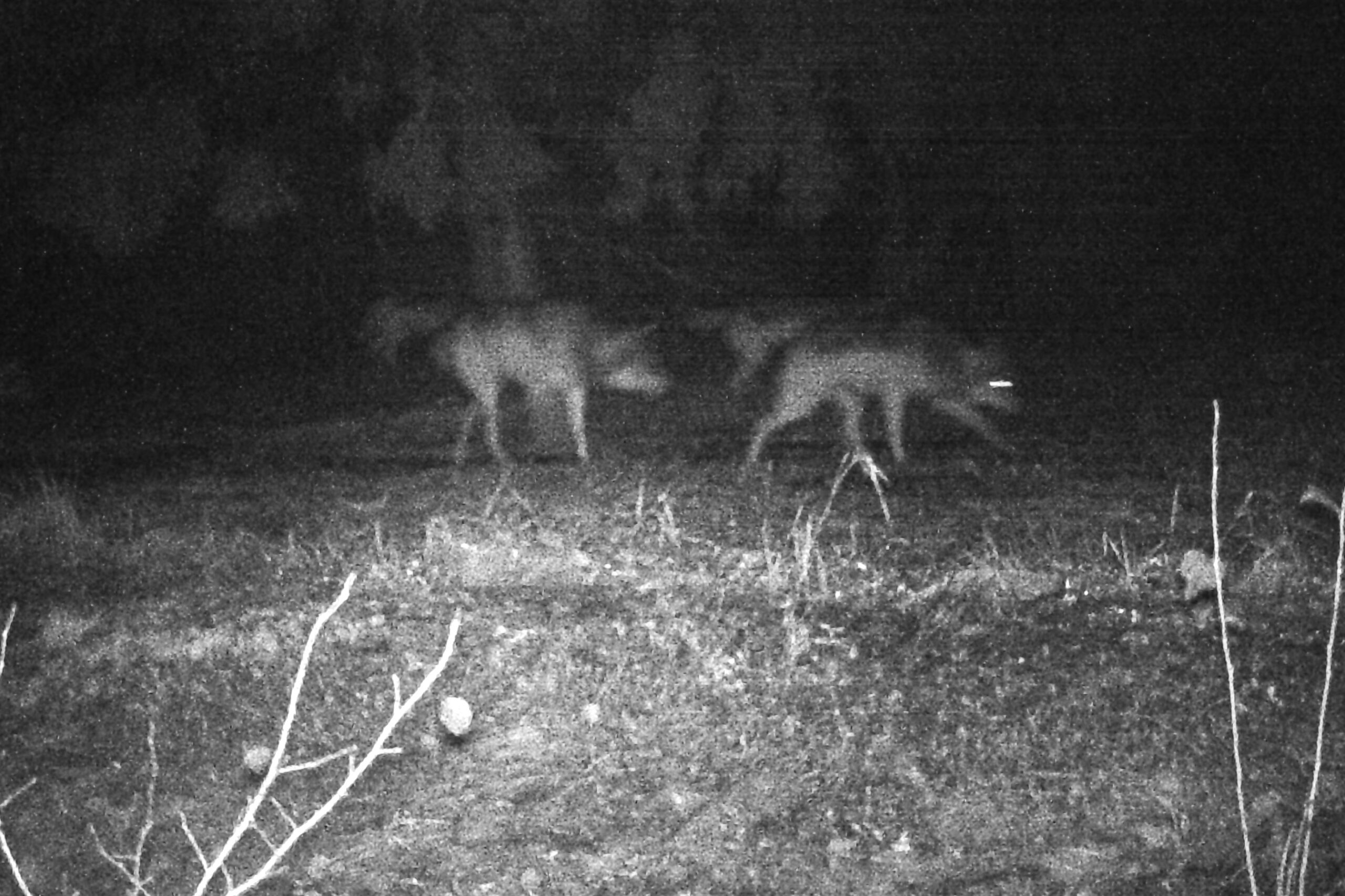 Nemndene vil ta ut to ulveflokker og rydde opp etter fjorårets lisensfelling – ROVDYR.ORG