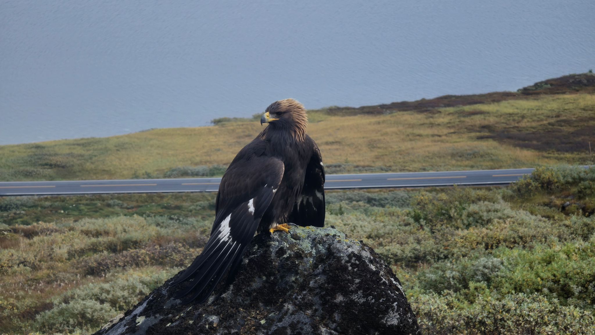 Folkeaksjonen ny rovdyrpolitikk: – På tide å bryte det politiske tabuet rundt ørneforvaltning ...
